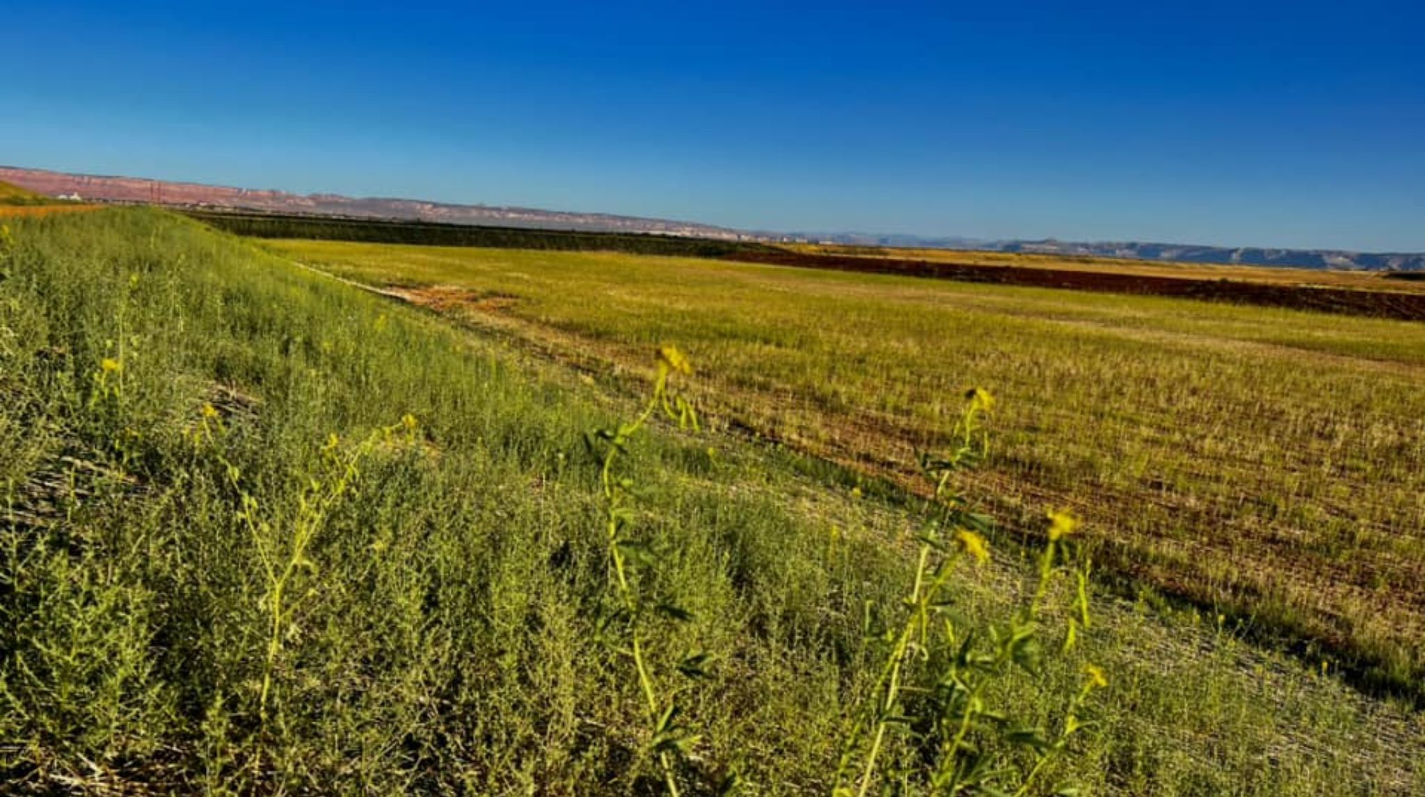 Construction Site Vegetation Management | All Green Hydroseed